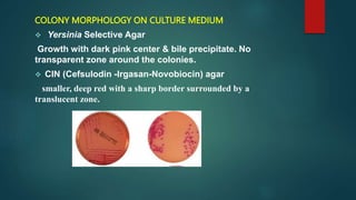 BACTERIOLOGY YERSINIA PSEUDOTUBERCULOSIS.pptx