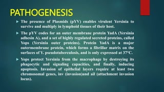 BACTERIOLOGY YERSINIA PSEUDOTUBERCULOSIS.pptx