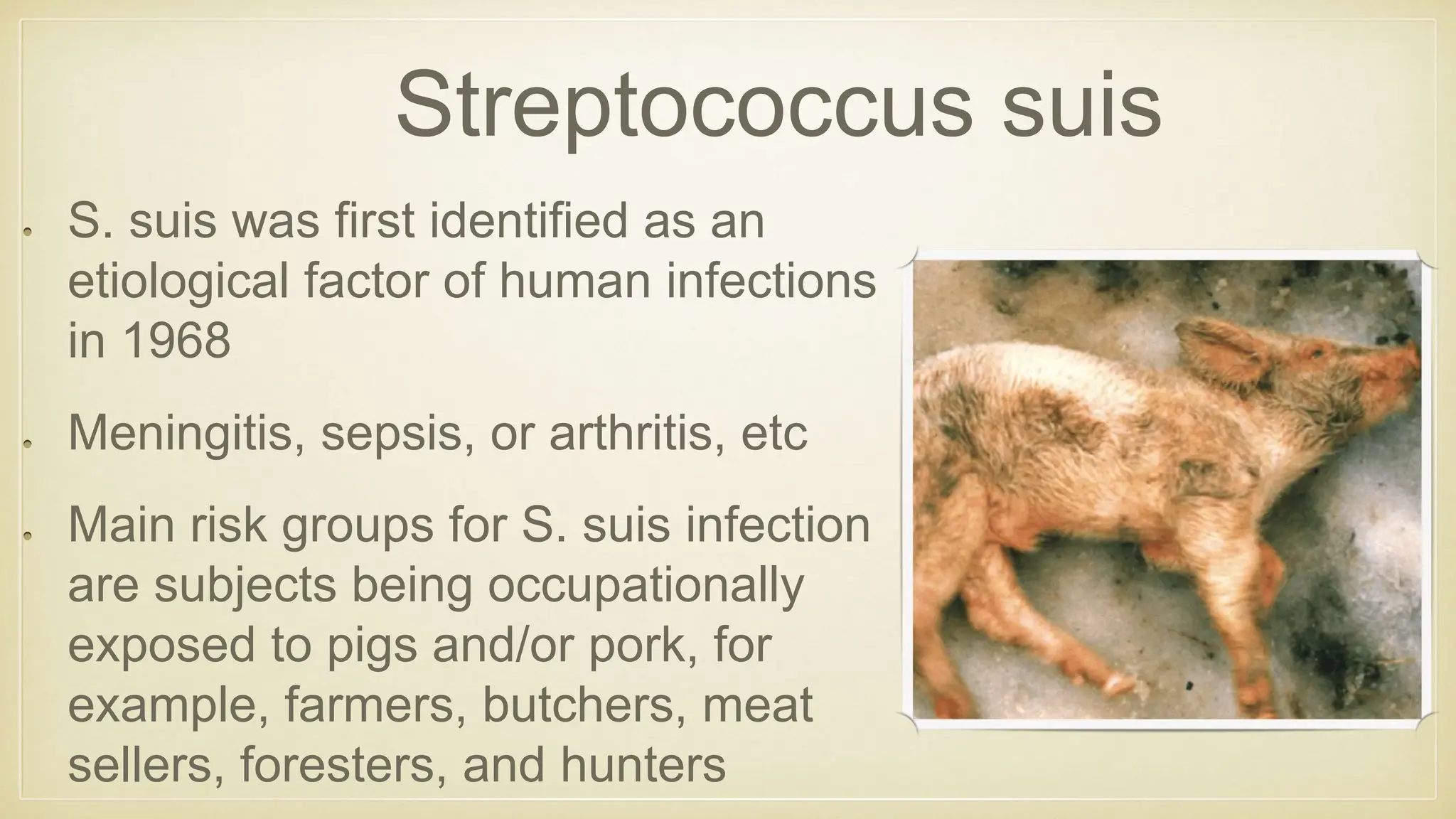 YERSINIOSIS, STREPTOCOCCUS SUIS, GLANDERS.pptx