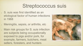 YERSINIOSIS, STREPTOCOCCUS SUIS, GLANDERS.pptx