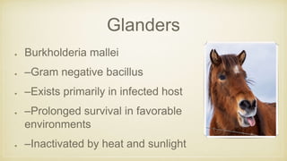 YERSINIOSIS, STREPTOCOCCUS SUIS, GLANDERS.pptx