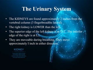 THE URINARY SYSTEM | PPTX