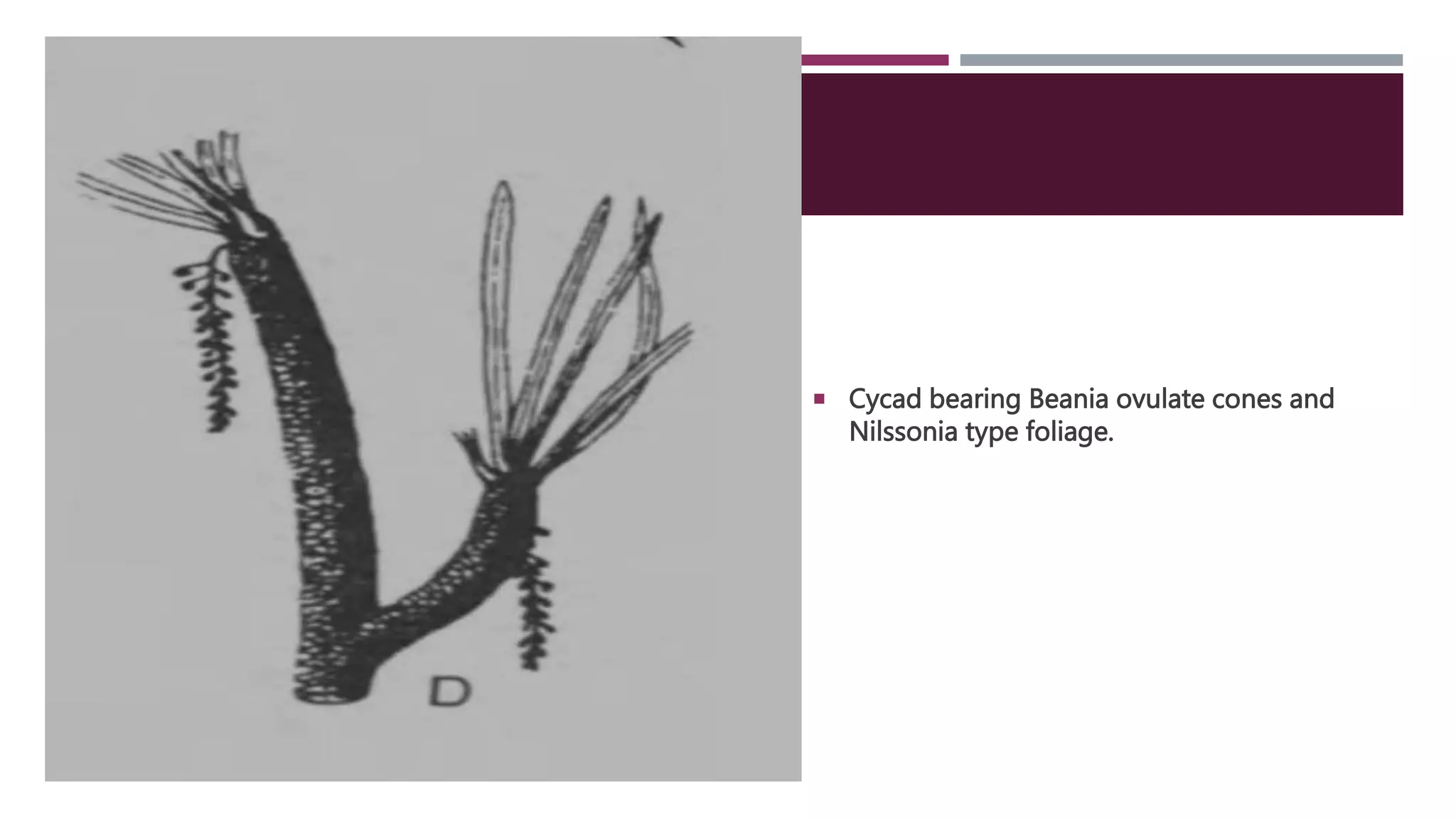 Fossil history of cycdales | PPTX