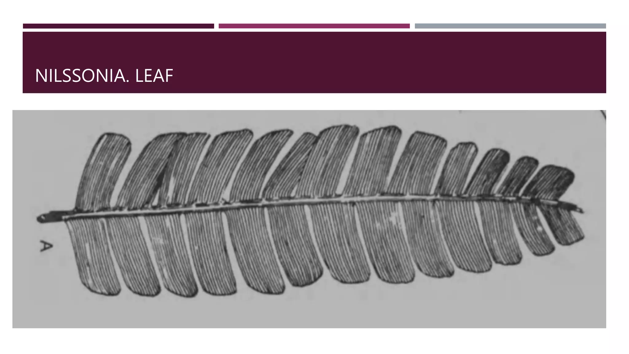 Fossil history of cycdales | PPTX