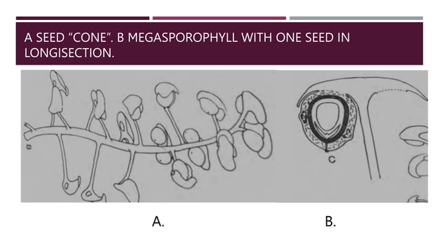 Fossil history of cycdales | PPTX | Geology | Science