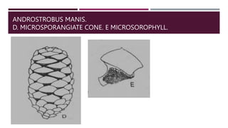 Fossil history of cycdales | PPTX