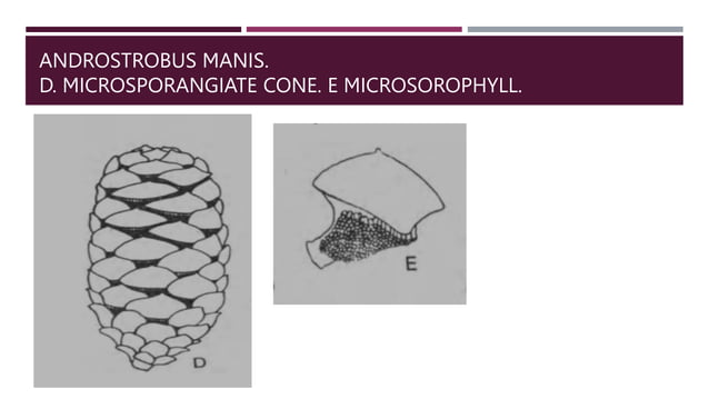 Fossil history of cycdales | PPTX | Geology | Science