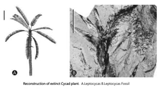 Fossil history of cycdales | PPTX