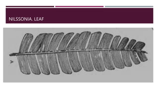 Fossil history of cycdales | PPTX