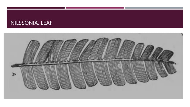 Fossil history of cycdales | PPTX | Geology | Science