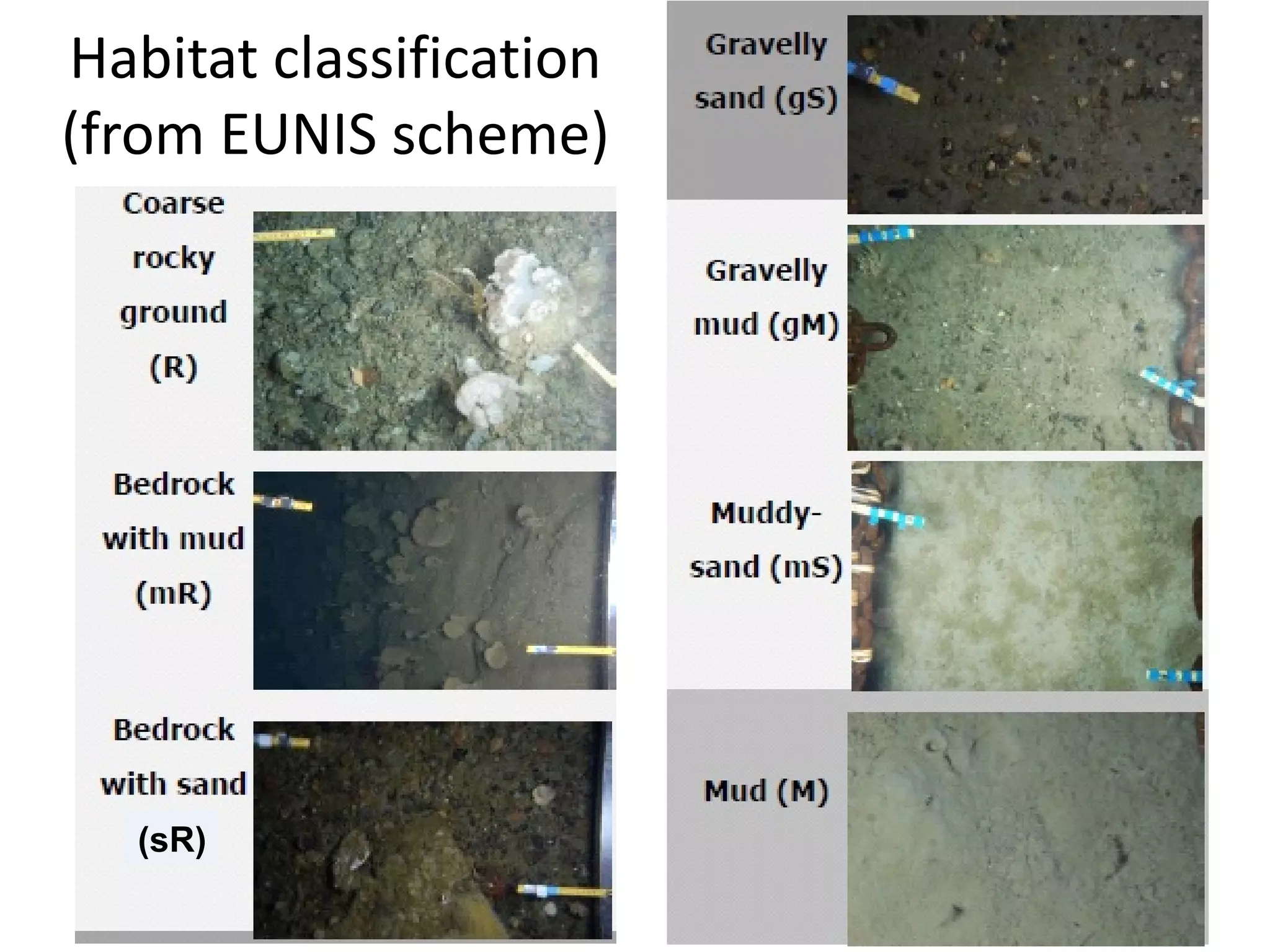 The Benthos of the West Greenland Shelf: Distribution, composition and ...