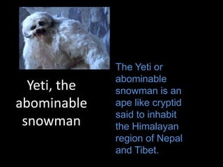 Yeti ppt | PPTX
