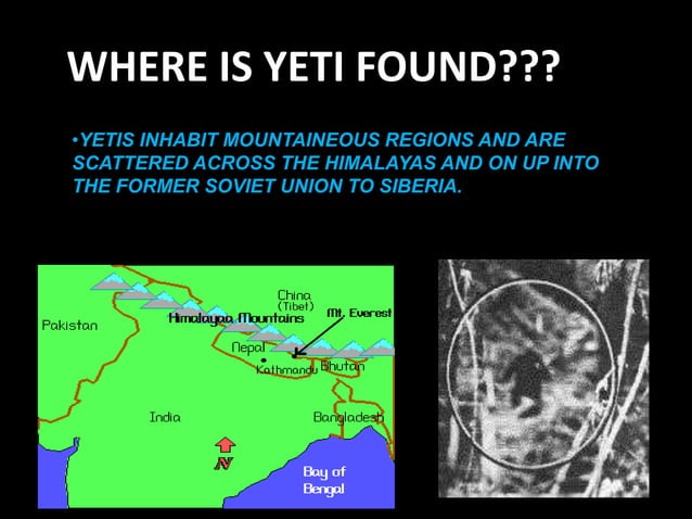 Yeti ppt | PPTX | Large Animals | Pets