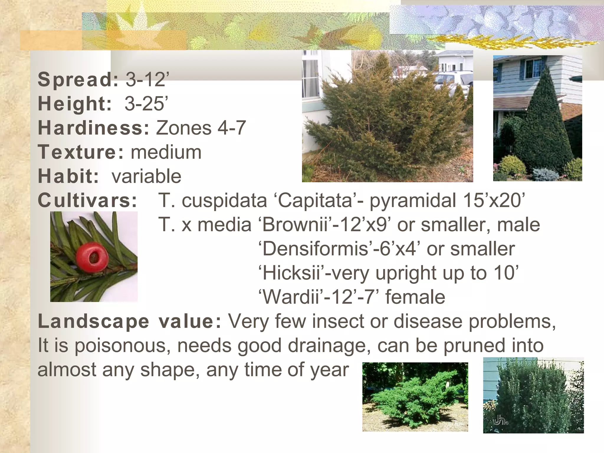 Yew show | PPT | Gardening | Home & Garden