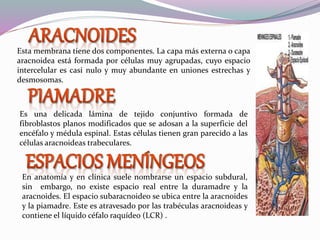 La meninges, el sistema ventricular y la irrigación encéfalica | PPTX