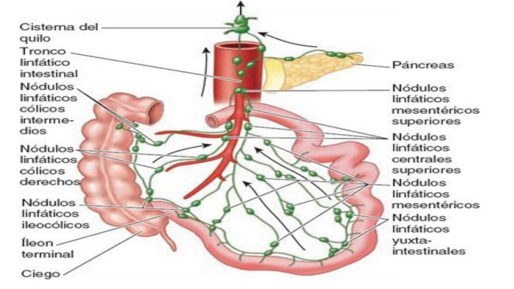 YEYUNO E ILEON ANATOMIA