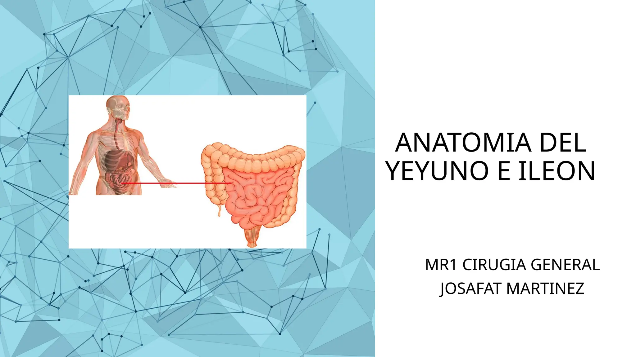 YEYUNO E ILEON, ANATOMIA, RELACIONES, IRRIGACION, INERVACION. | PPTX