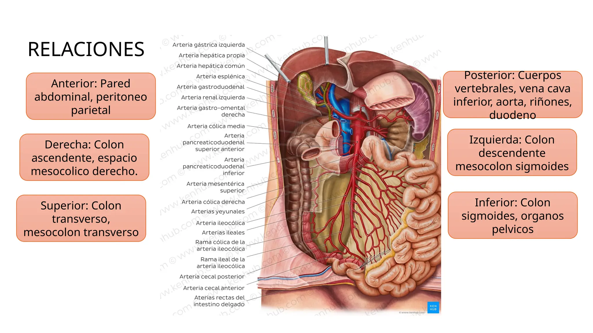 Yeyuno E Ileon Anatomia Relaciones Irrigacion Inervacion Pptx