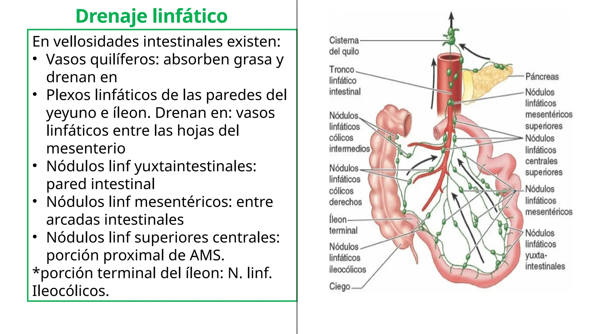 YEYUNO E ILEON, ANATOMIA, RELACIONES, IRRIGACION, INERVACION. | PPTX