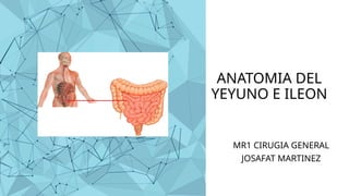 YEYUNO E ILEON, ANATOMIA, RELACIONES, IRRIGACION, INERVACION. | PPTX