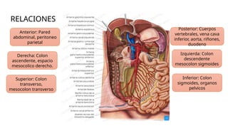YEYUNO E ILEON, ANATOMIA, RELACIONES, IRRIGACION, INERVACION. | PPTX