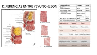YEYUNO E ILEON, ANATOMIA, RELACIONES, IRRIGACION, INERVACION. | PPTX