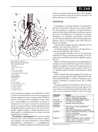 Anatomia Quirurgica del Yeyunoileon | PDF