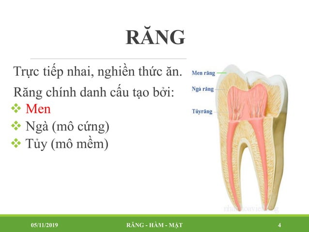 Benh hoc rang ham mat | PDF