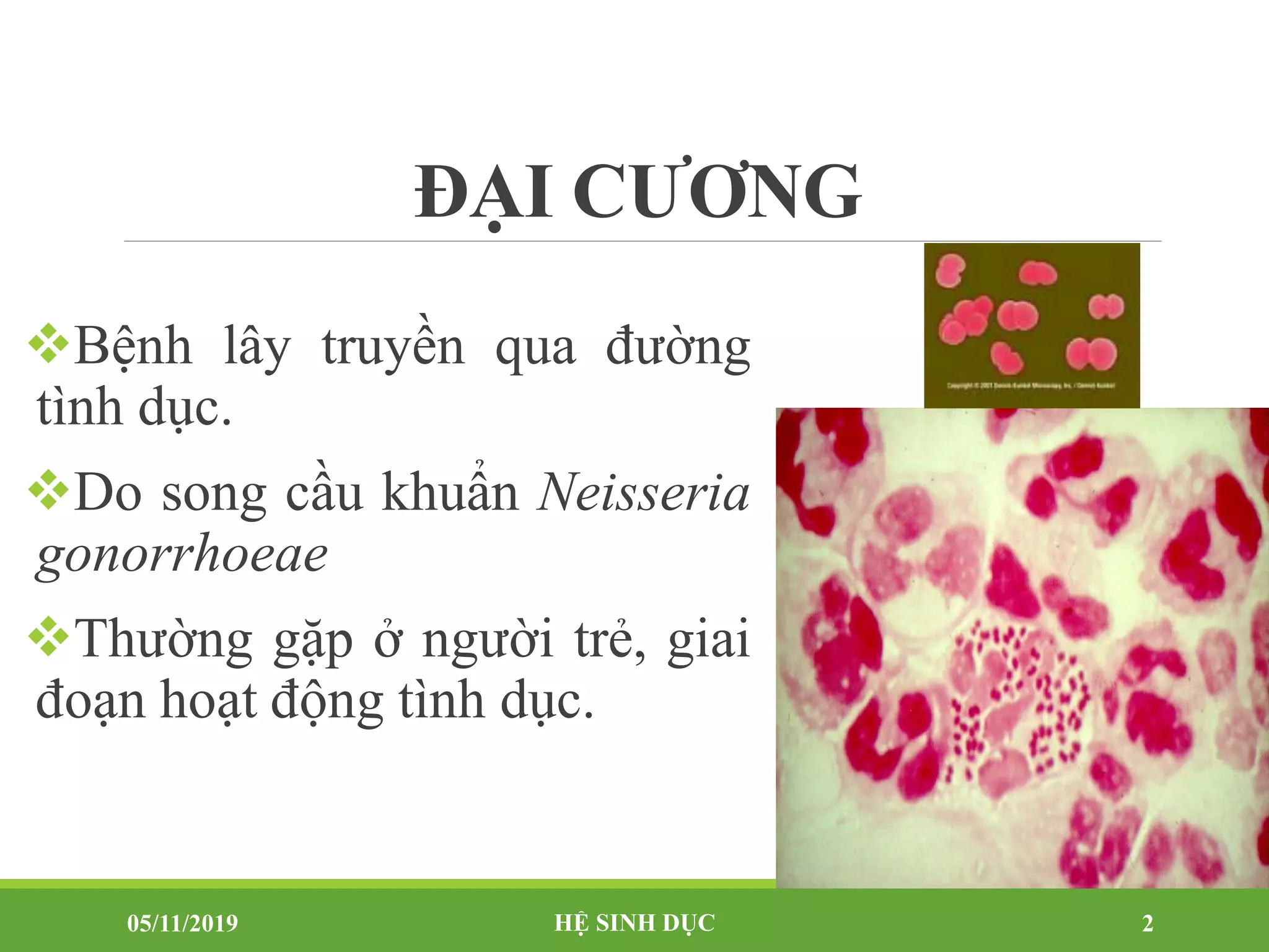 Benh hoc he sinh duc | PDF