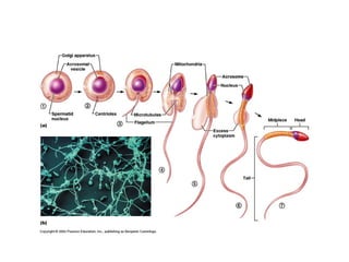 Reproductive sys a&p | PPT
