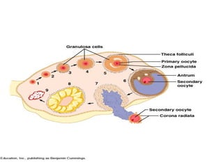 Reproductive sys a&p | PPT