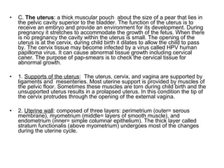 Reproductive sys a&p | PPT