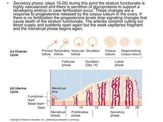 Reproductive sys a&p | PPT