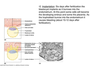 Reproductive sys a&p | PPT