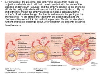 Reproductive sys a&p | PPT