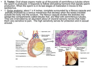 Reproductive sys a&p | PPT