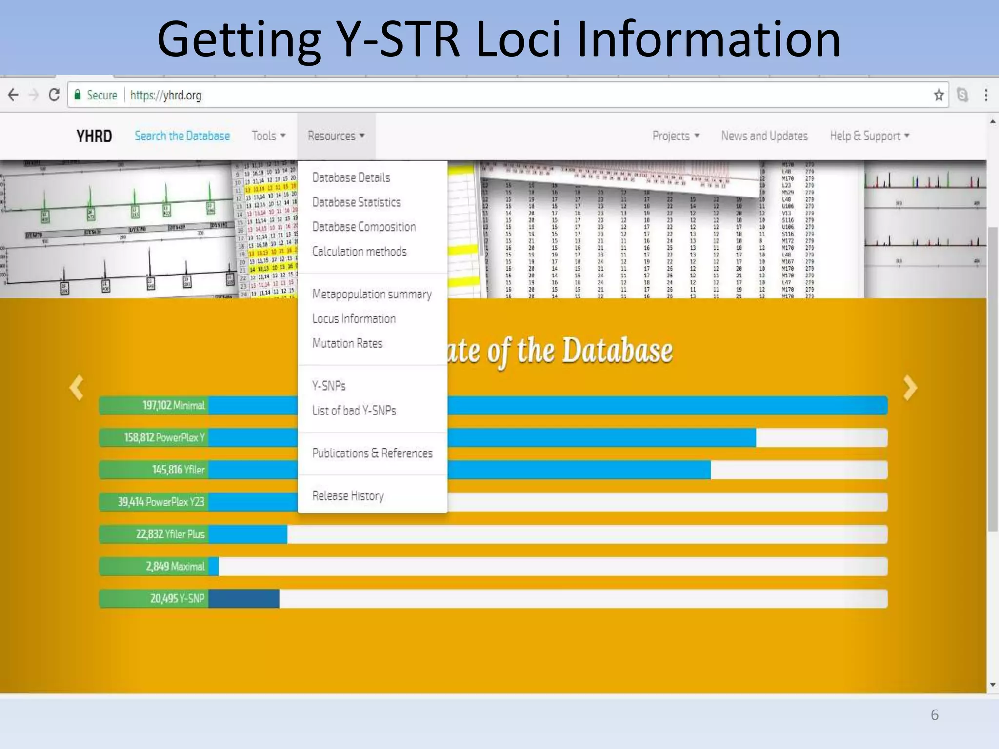Y Chromosome Haplotype Reference Database (YHRD) ppt | PPTX