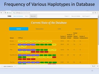 Y Chromosome Haplotype Reference Database (YHRD) ppt | PPT