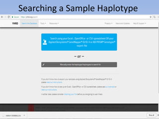 Y Chromosome Haplotype Reference Database (YHRD) ppt | PPT
