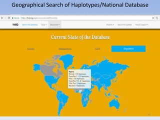Y Chromosome Haplotype Reference Database (YHRD) ppt | PPT
