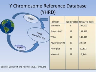 Y Chromosome Haplotype Reference Database (YHRD) ppt | PPT