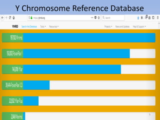Y Chromosome Haplotype Reference Database (YHRD) ppt | PPT