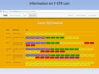 Y Chromosome Haplotype Reference Database (YHRD) ppt | PPT