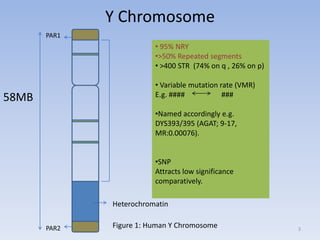 Y Chromosome Haplotype Reference Database (YHRD) ppt | PPT