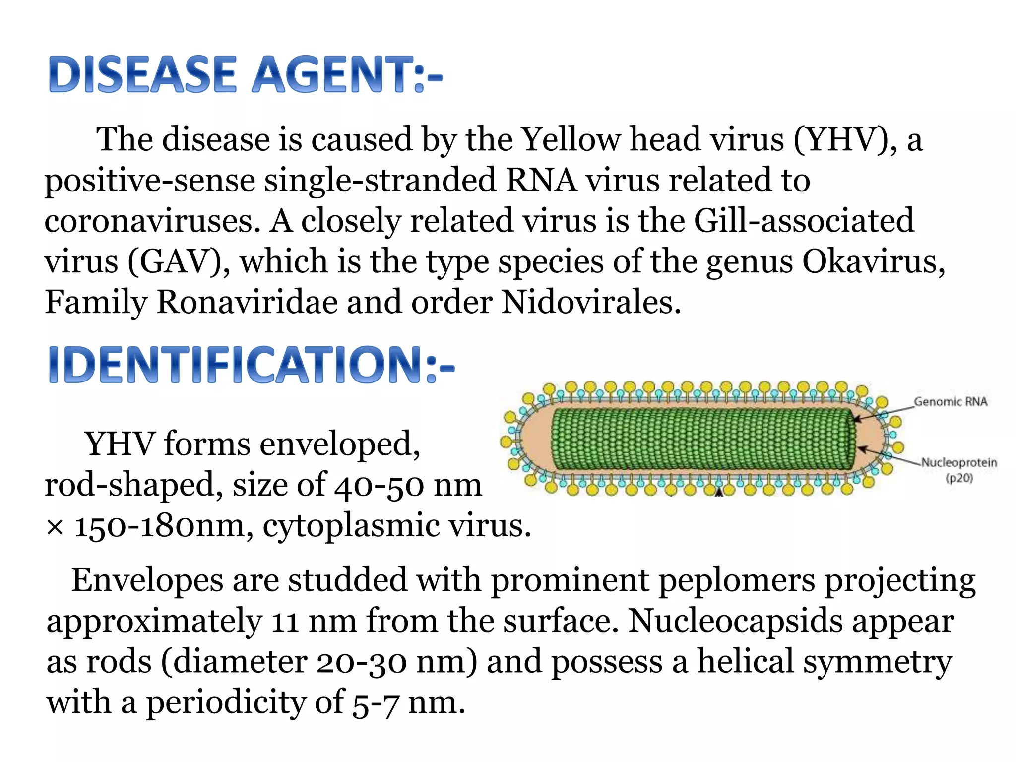Yellow Head Virus | PPTX