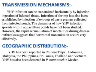 Yellow Head Virus | PPTX
