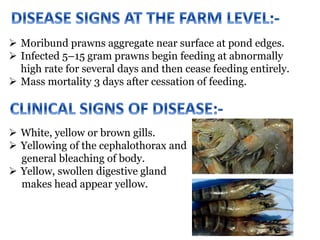 Yellow Head Virus | PPTX