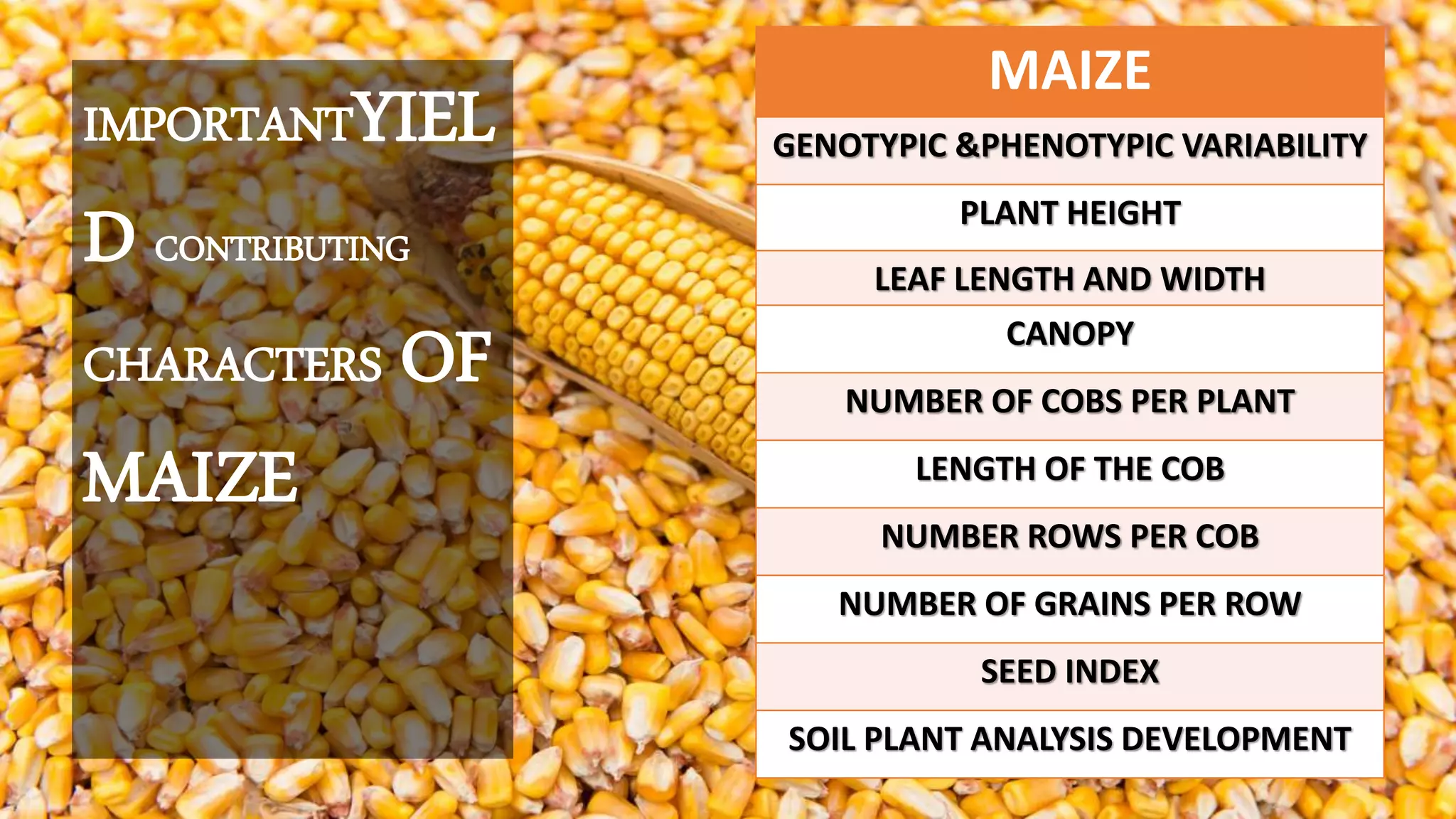 Yield contributing character of maize | PPTX
