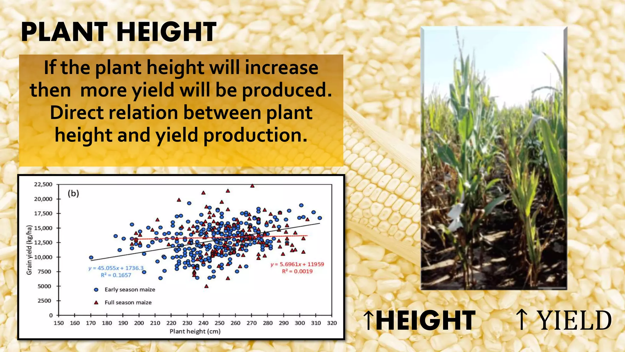 Yield contributing character of maize | PPTX