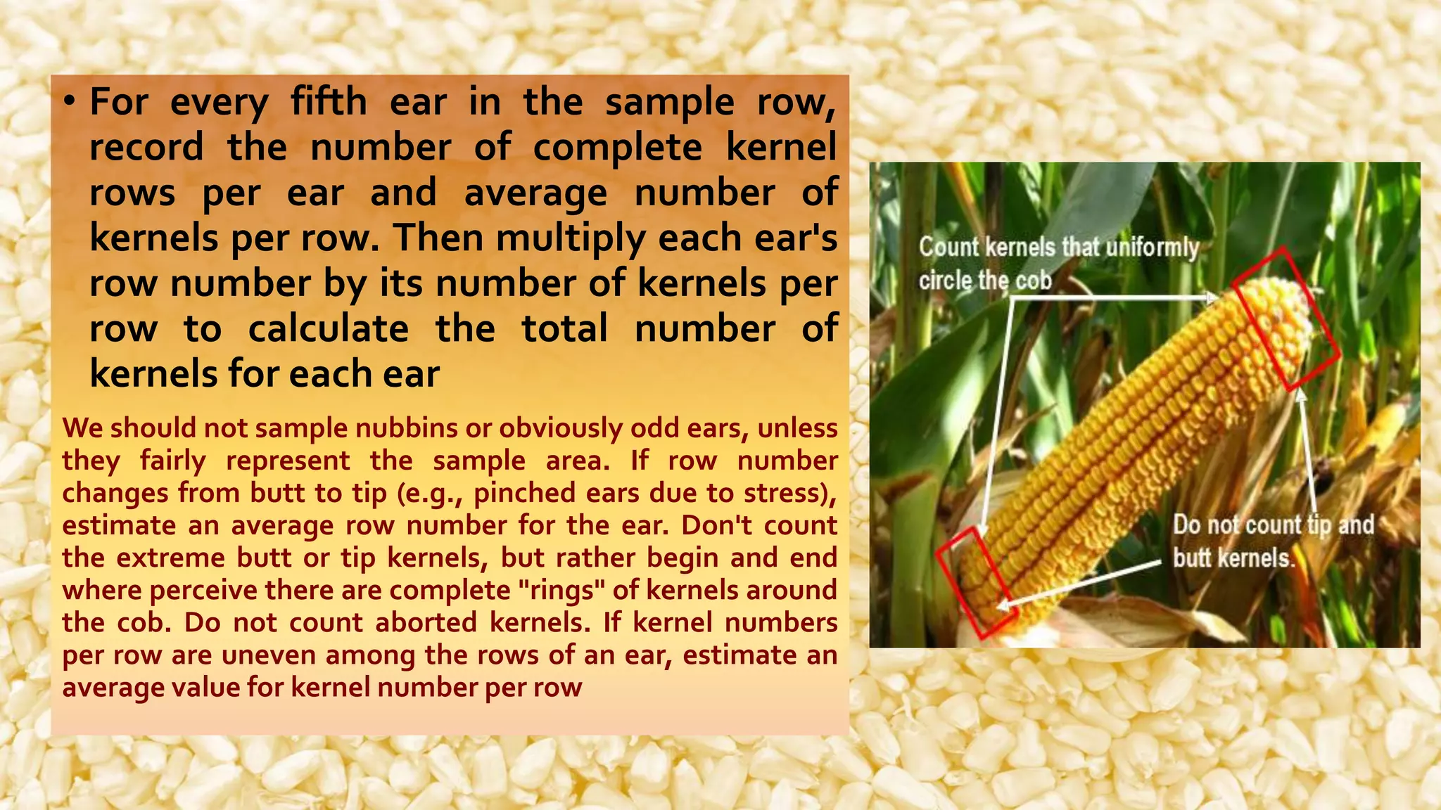 Yield contributing character of maize | PPTX
